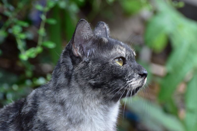 The Cat Was Staring at Something in Front of Him. Stock Image - Image ...