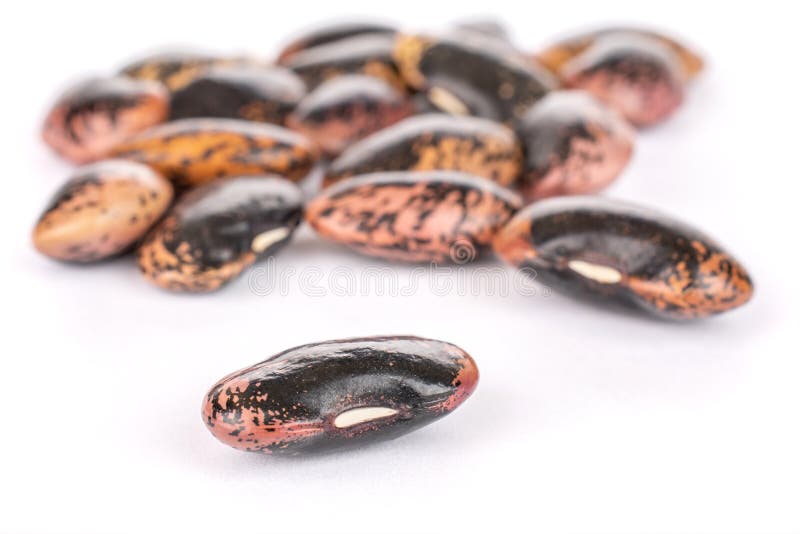 Stained Purple Bean Isolated on White Stock Image - Image of dark ...