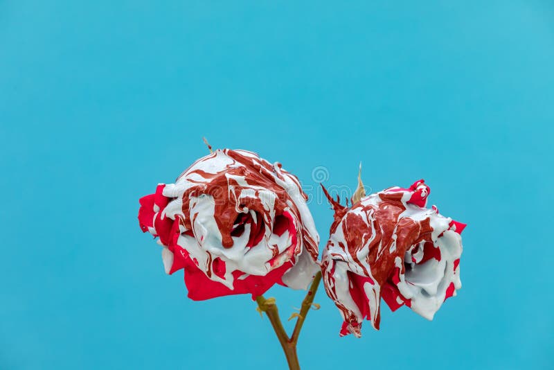 Stained Red Roses with Paint Stock Photo - Image of celebration, love ...
