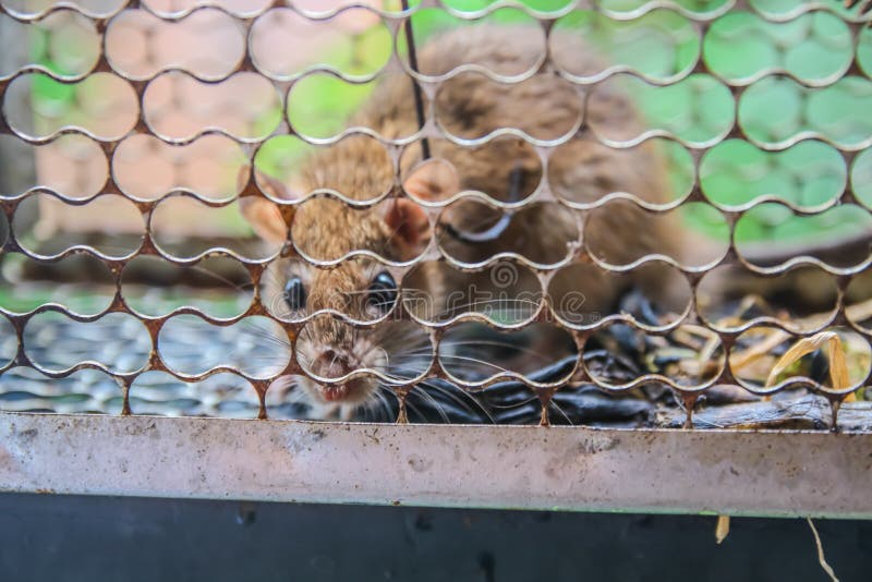 The Stainless Steel Rat Cage Stock Photo - Image of container, iron ...