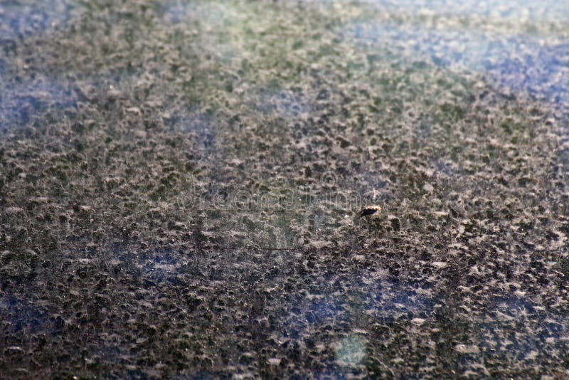 Stains, Dirt on the Glass Car Pollution, Surface Dirt, Dust Soil ...