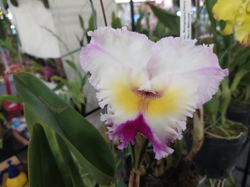 Cattleya Orchid on Blooming Size Stock Image - Image of iris, yellow ...