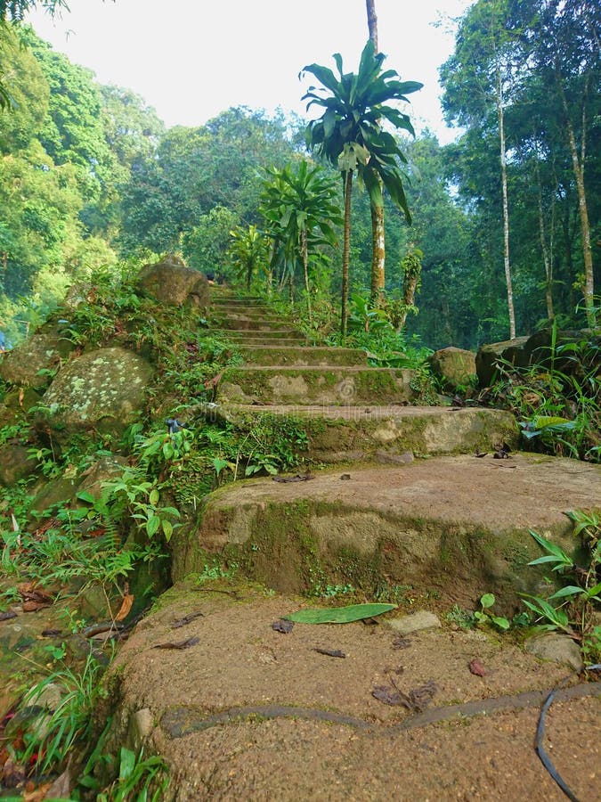 Stair in Nature, Jungle, Forest, Ancient Kingdom Ruins, Jungle Stock ...