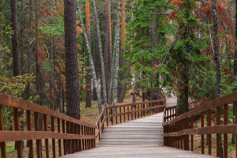 Stair Road in a Beautiful Forest. the Concept of the Onset of Summer ...