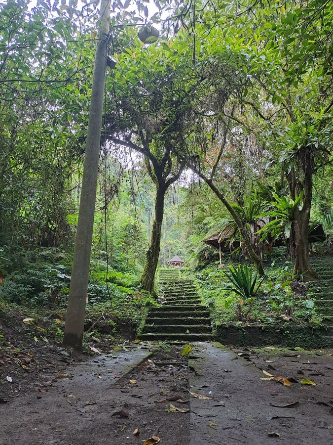 Stair way yard stock photo. Image of garden, yard, flower - 278177798