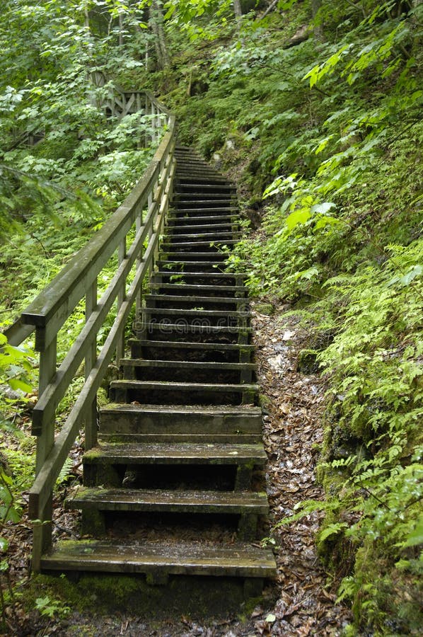 Staircase in a forest stock image. Image of forest, tree - 219410019