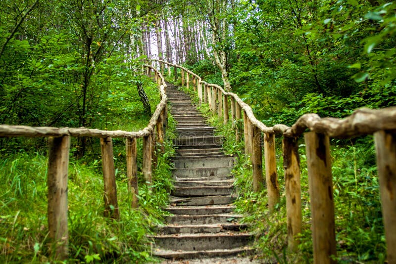 Staircase in the Forest of the National Park with a Lens Flare Stock ...