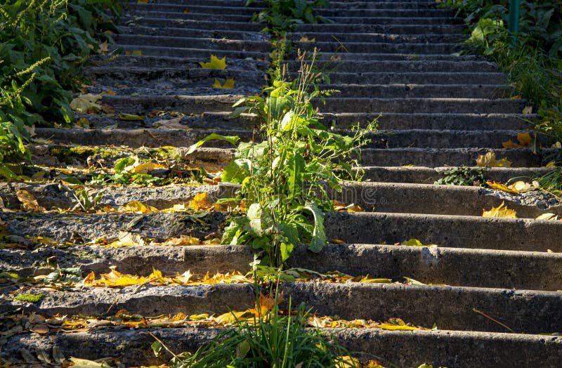 The Old Stairs Overgrown with Grass Stock Photo - Image of wall, grass ...