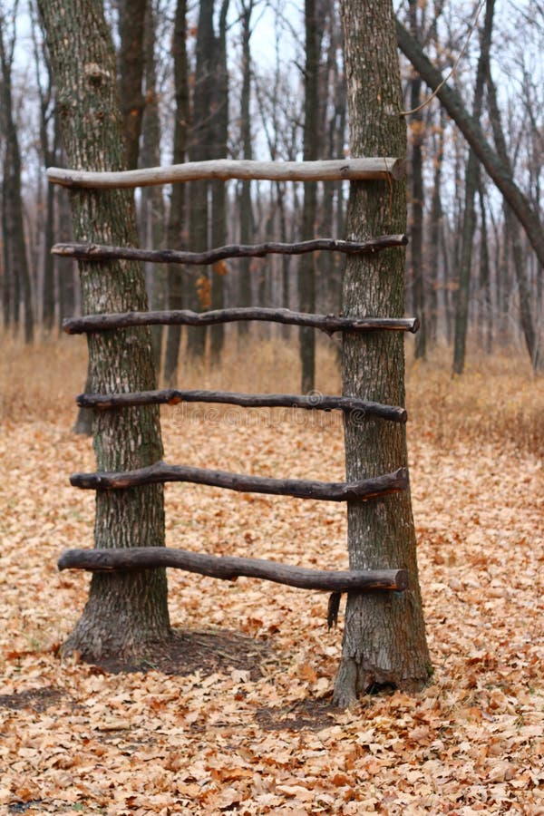 A Staircase Made of Tree Branches and Trees Stock Photo - Image of ...