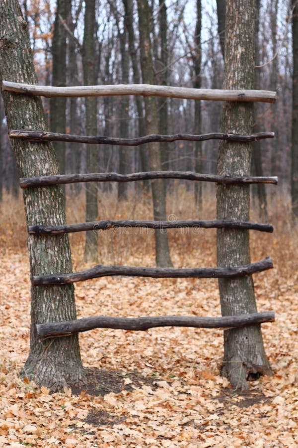 A Staircase Made of Tree Branches and Trees Stock Image - Image of ...