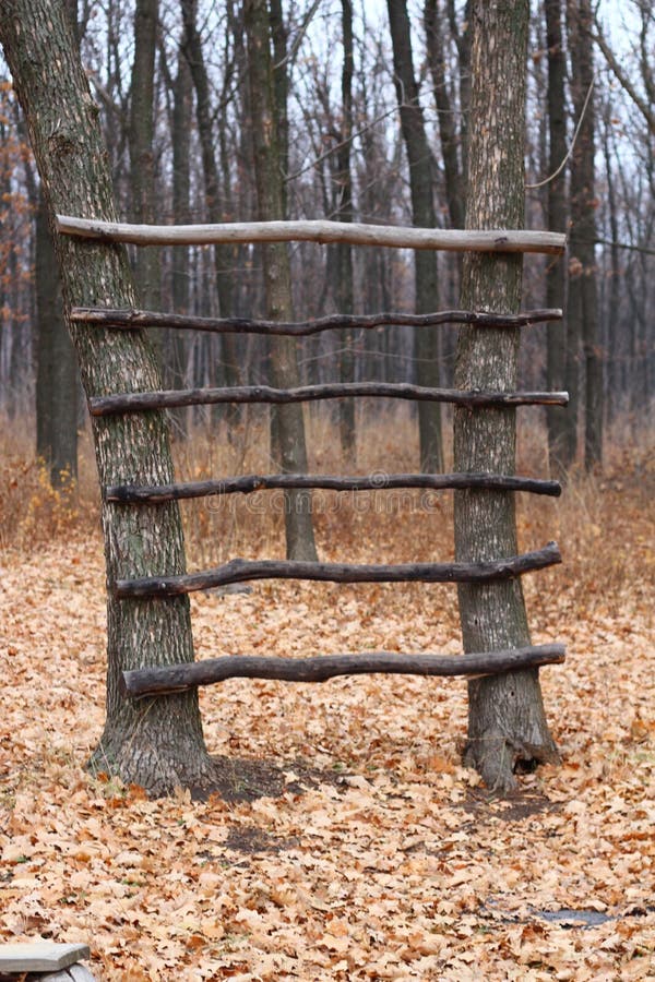A Staircase Made of Tree Branches and Trees Stock Photo - Image of ...