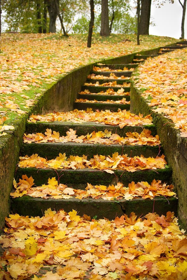 Stairs with autumn leaves stock photo. Image of yellow - 11397394