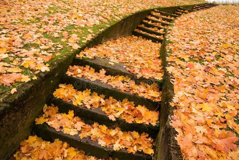Stairs with autumn leaves stock image. Image of leaves - 11397485