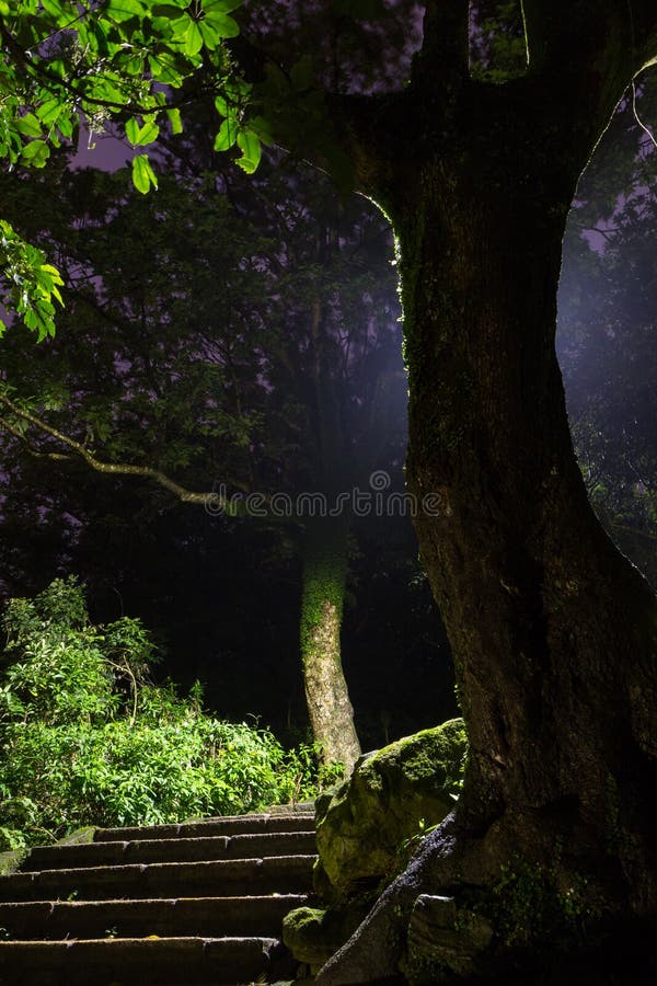 Stairs Backlit Tree at Night Time Stock Image - Image of stairs, park ...