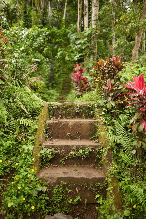 Stairs Covered with Moss in the Jungle Stock Photo - Image of people ...