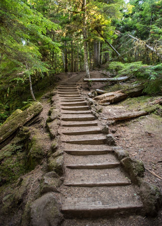 Stairs Cut through Oregon Forest Stock Photo - Image of outdoor, oregon ...