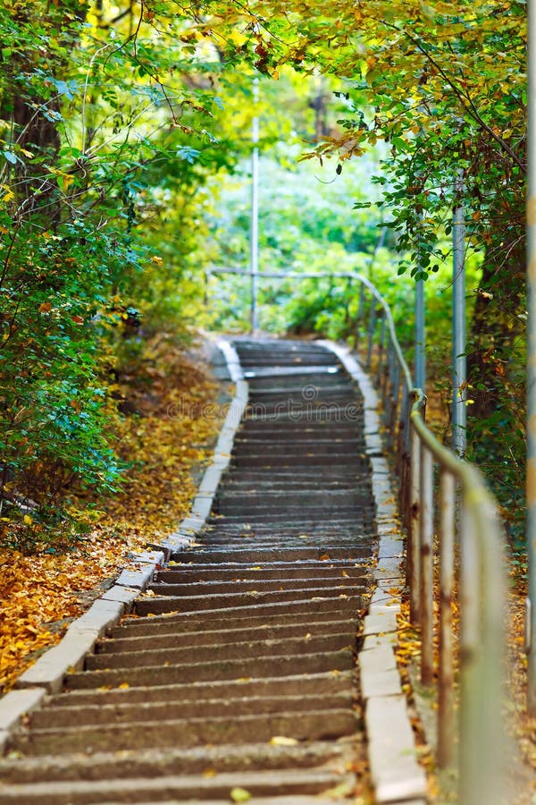 Stairs in forest stock photo. Image of access, foliage - 21843782