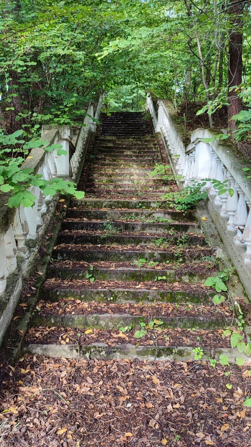 Stairs in a forest stock image. Image of woodland, trail - 227689871