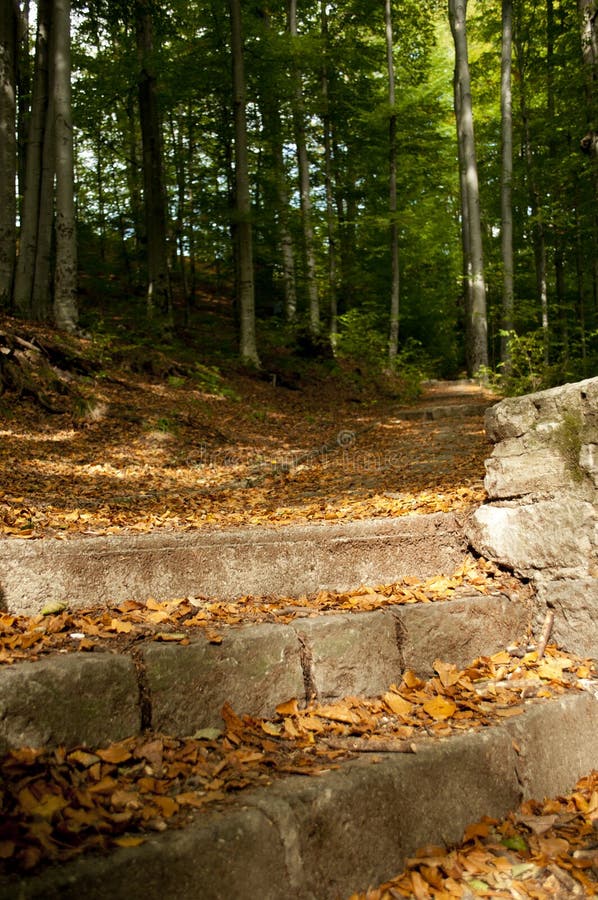 Stairs in forest stock photo. Image of natural, forest - 29505922