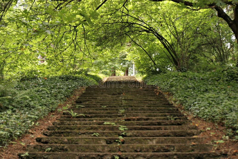 Stairs in the Forest stock photo. Image of stair, cover - 6480598