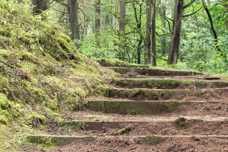 Stairs in the forest stock photo. Image of nature, escaleras - 74207458