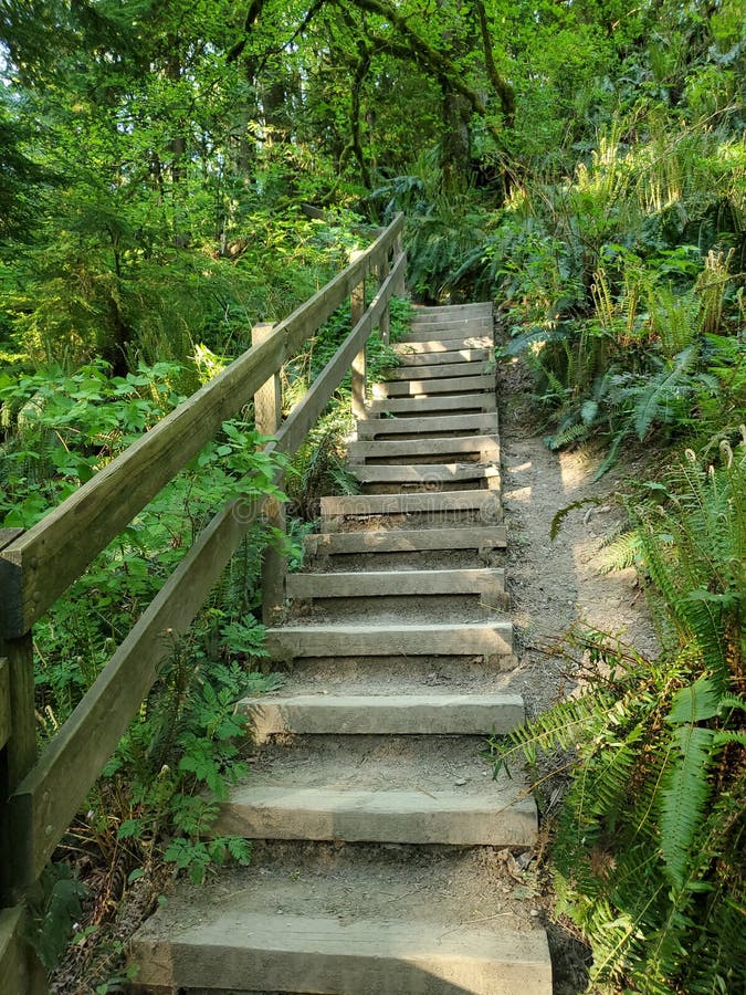 Stairs in forest stock photo. Image of stairs, beautiful - 206924766