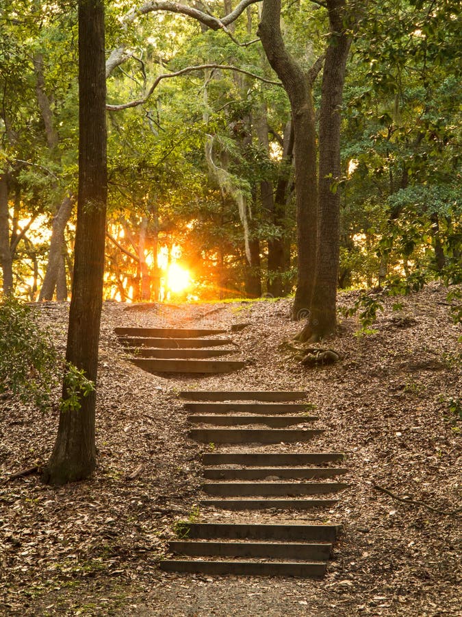Stairs through forest stock photo. Image of tranquil - 33269352