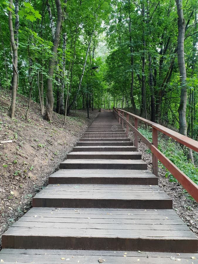 Stairs in the forest stock image. Image of park, nature - 164382911