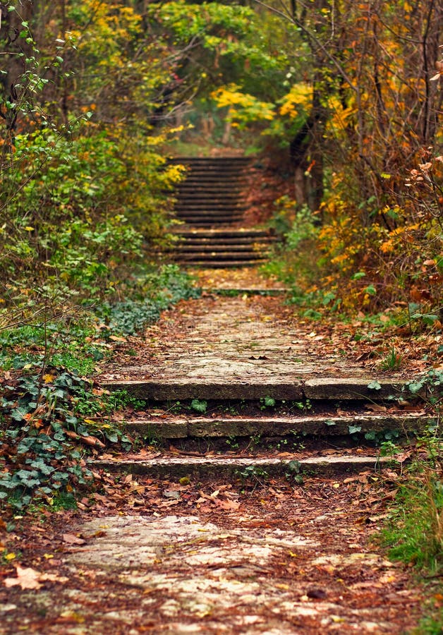 Stairs in forest stock image. Image of path, hiking, background - 35541217