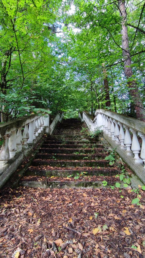 Stairs in a forest stock image. Image of backyard, green - 227689879