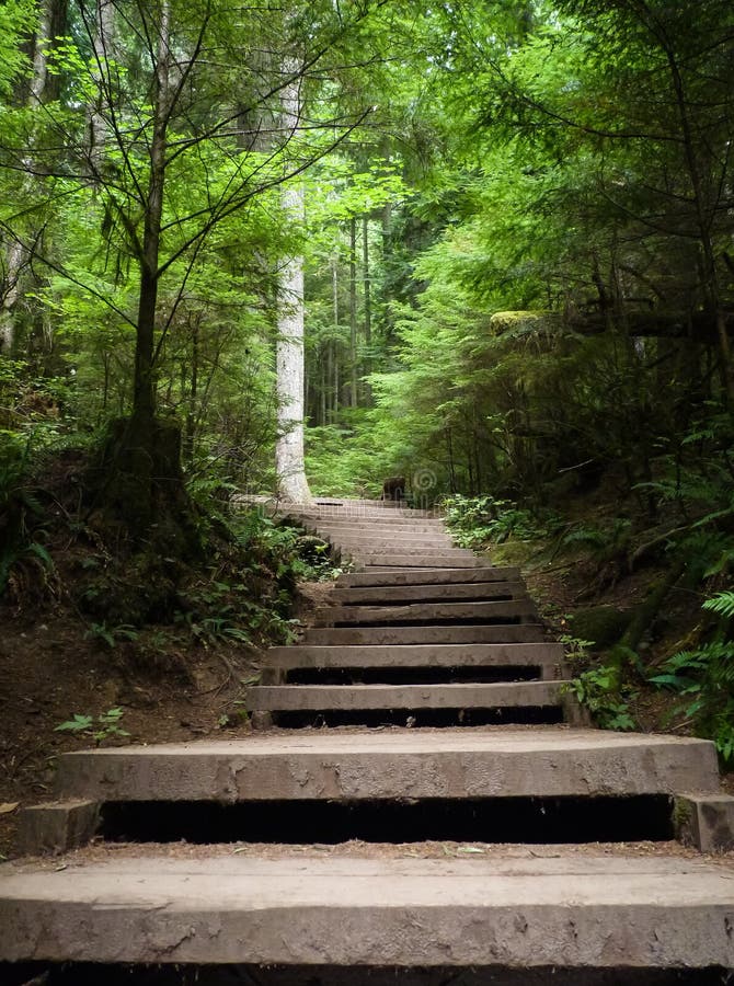 Stairs through a Forest - Vancouver Stock Photo - Image of nature ...