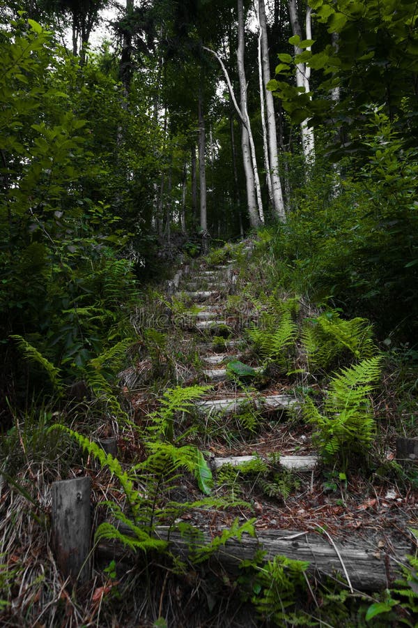 Stairs Going Up in the Forest Stock Image - Image of road, flora: 262443687
