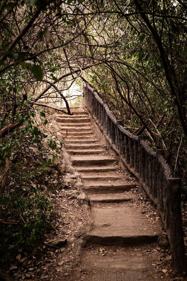 Stairs in the jungle stock photo. Image of garden, background - 144684402