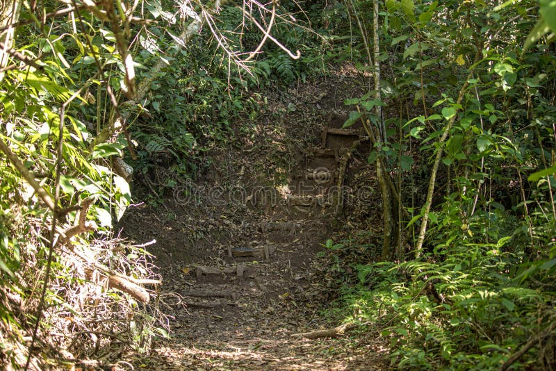 Stairs in the jungle stock image. Image of america, hidden - 197224091
