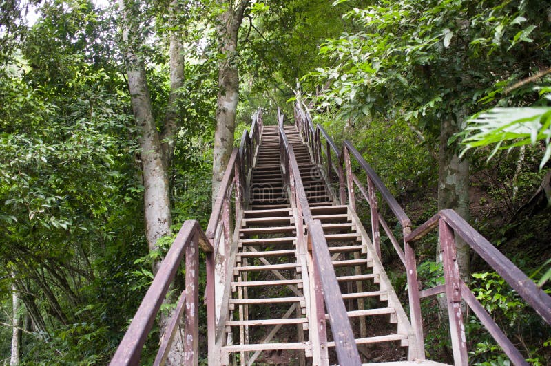 Stairs in the jungle stock image. Image of outdoor, national - 141147207