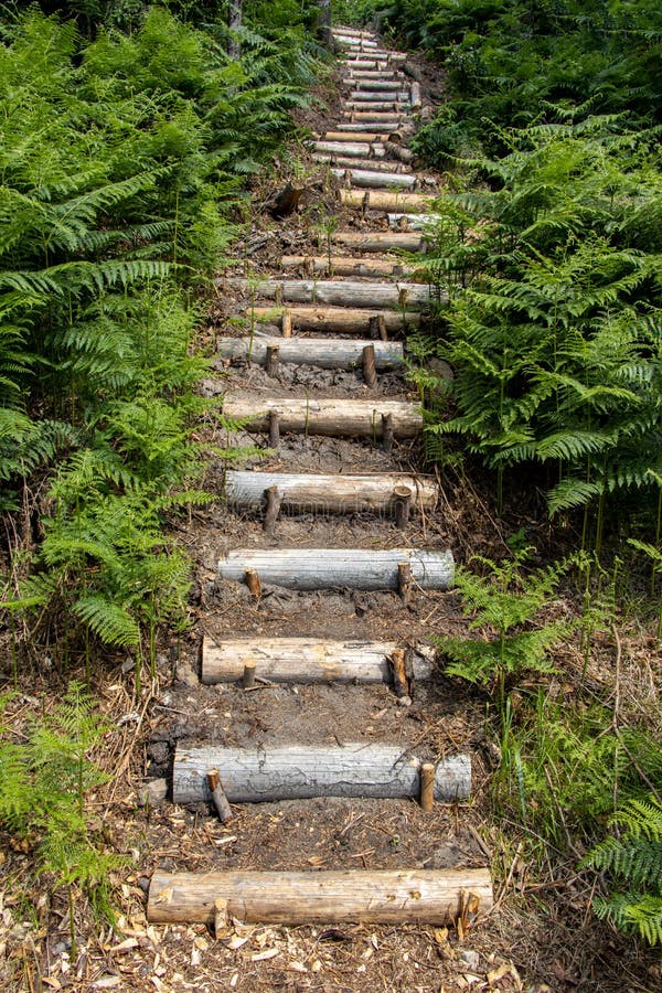 Stairs of Logs on a Forest Trail Up a Hill Stock Photo - Image of soil ...