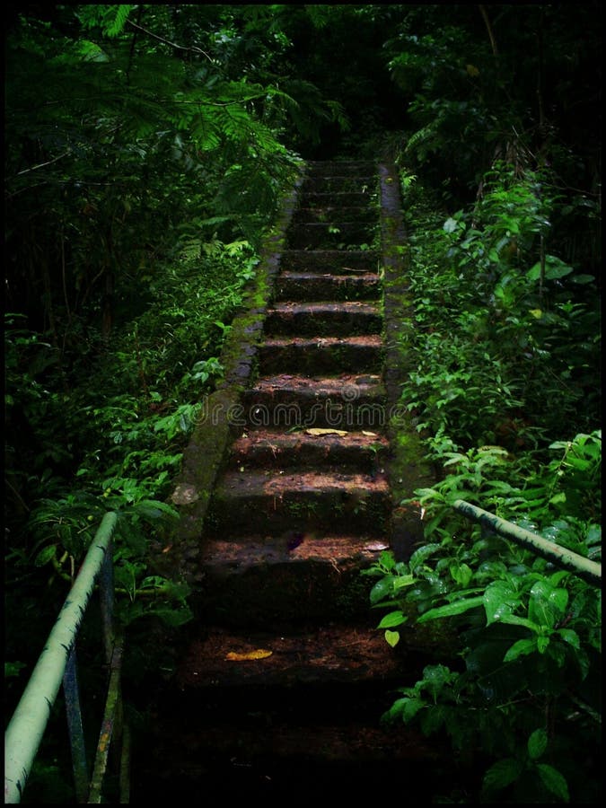 Stairs in the Middle of a Jungle Stock Image - Image of nature, light ...