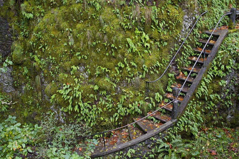 Stairs on Oneonta Gorge Hiking Trail Stock Image - Image of stairs ...