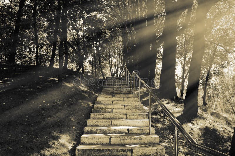 Stairs in the park stock image. Image of nature, abstract - 83047569
