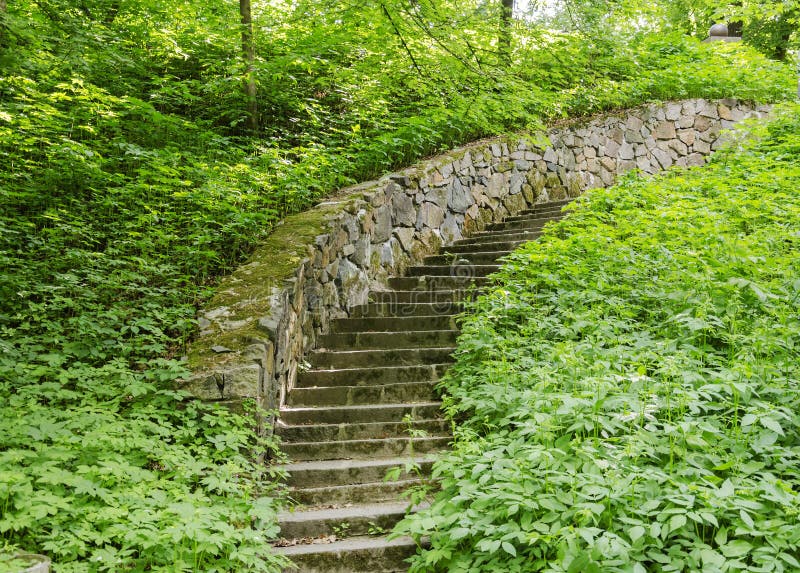 Stairs in the Summer Forest Stock Image - Image of trunk, deciduous ...
