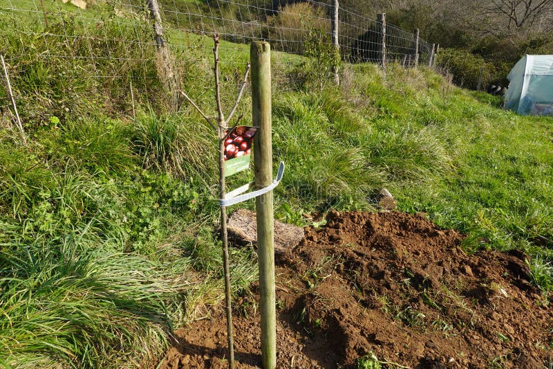 Stake for Tree To Grow Upright, Young Chestnut Tree with Stake To Grow ...