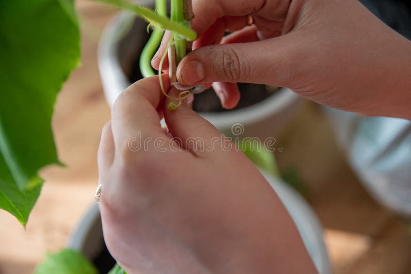 Staking Cucumber Plant. Home Gardening Concept Stock Image - Image of ...