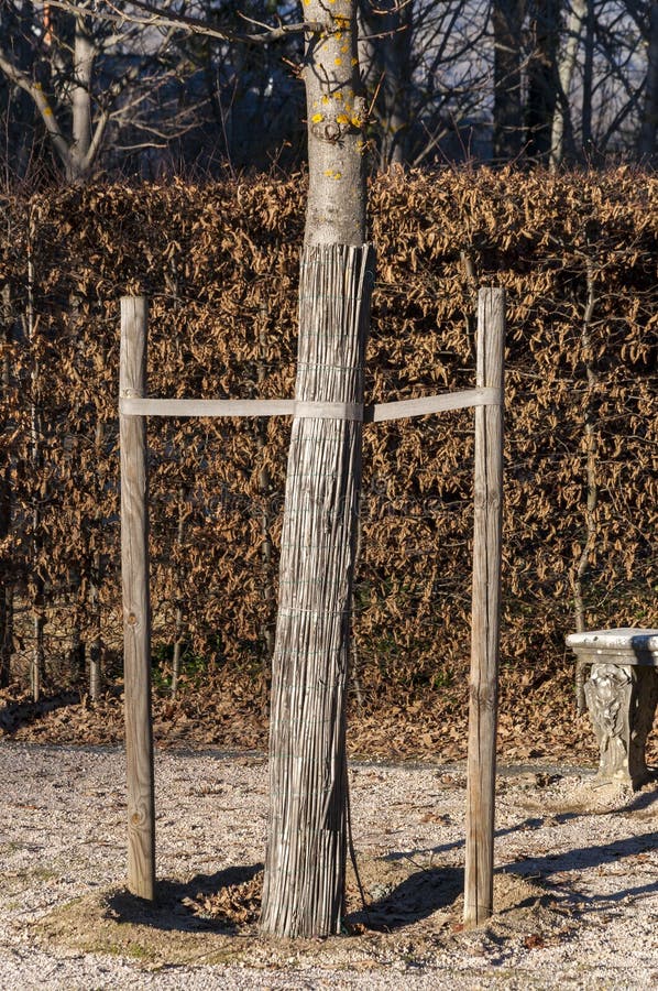 Staking of a Ornamental Tree Stock Photo - Image of stake, staking ...
