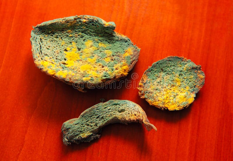 Mycotoxin Contamination of Wheat, Flour and Bread, Why You Should Never ...