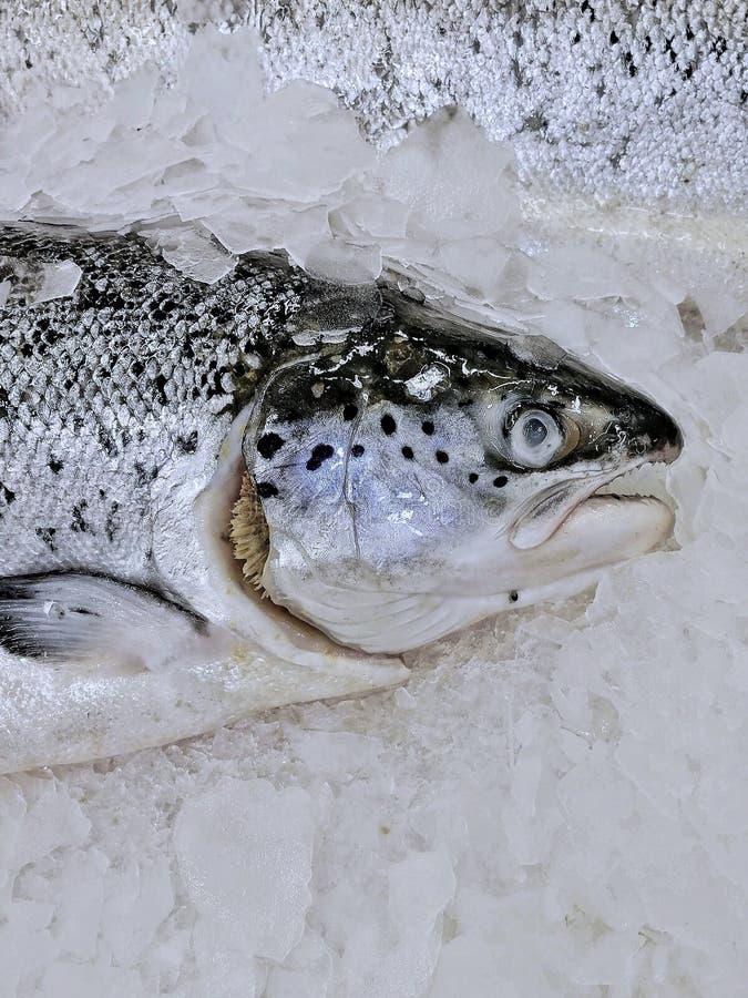 Stale red fish stock photo. Image of stale, supermarket - 136715944