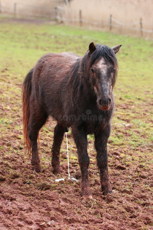 Staling horse stock photo. Image of horses, stale, meadow - 2082282
