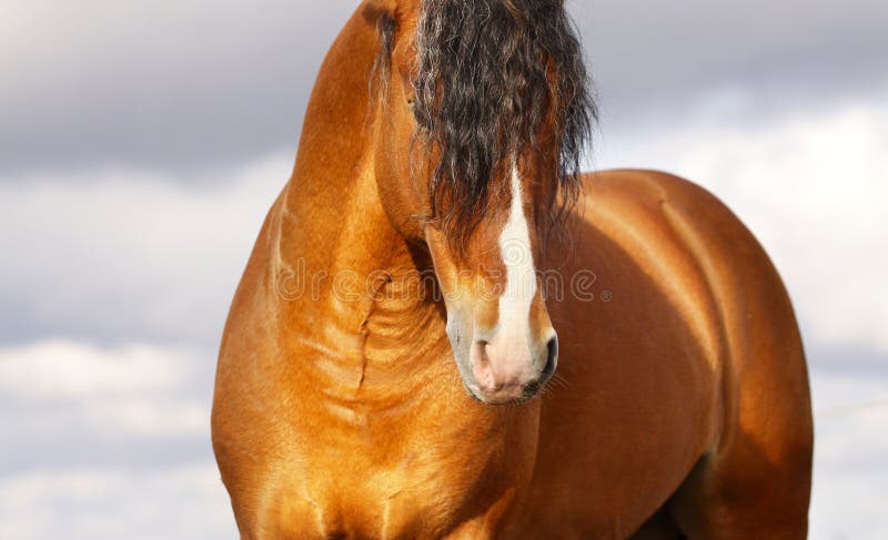 Stalion De Compartiment Sur La Liberté Image stock - Image du traite ...