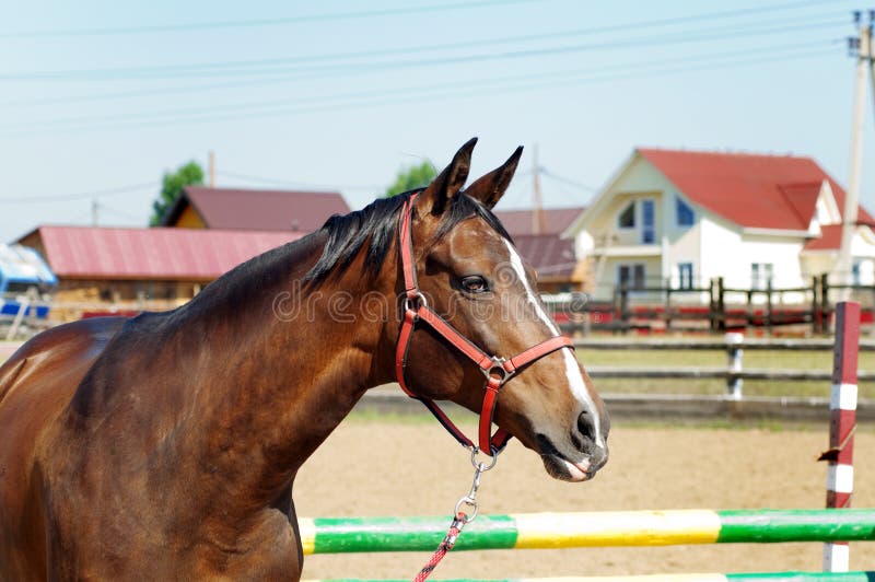 Stalion stock image. Image of beautiful, fast, runner - 91618295