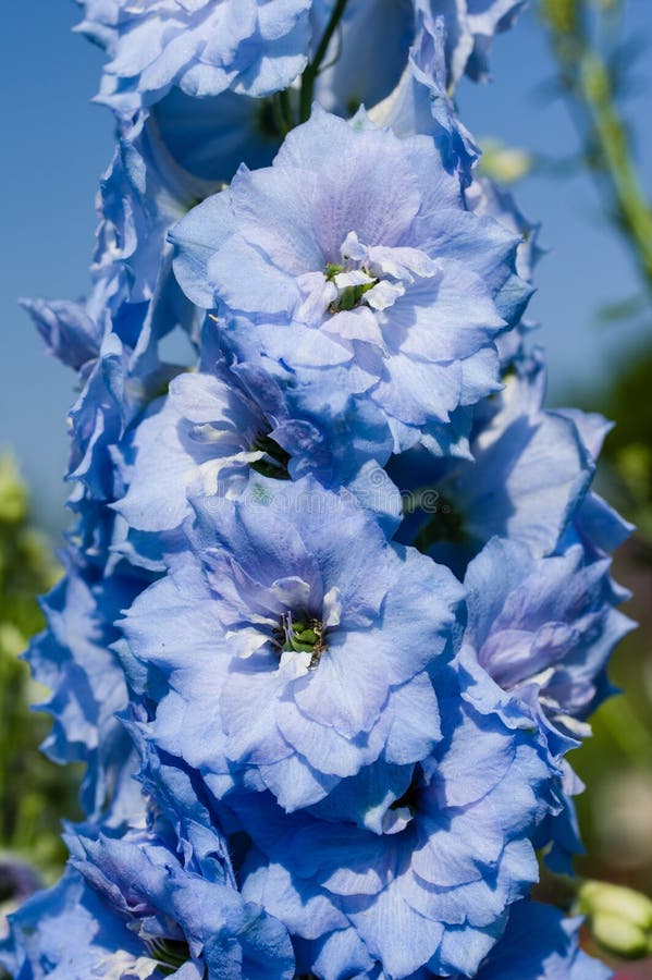 Stalk of Blue Flowers with Tight Petals Stock Image - Image of blossoms ...