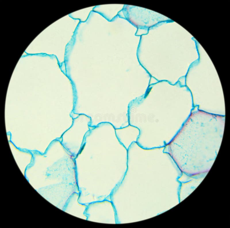 Stalk of a Cereal Cross-section Under the Microscope (Corn Stem Stock ...